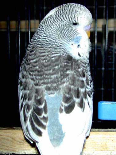 Dave Cottrell --- Photo Gallery