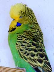 Dave Cottrell --- Photo Gallery